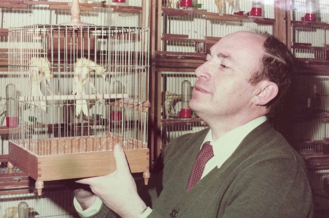 Demo 1 – CANARIO GIBOSO ESPAÑOL