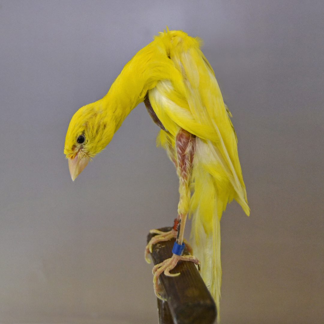 CANARIO GIBOSO ESPAÑOL – La web del canario de postura Giboso Español