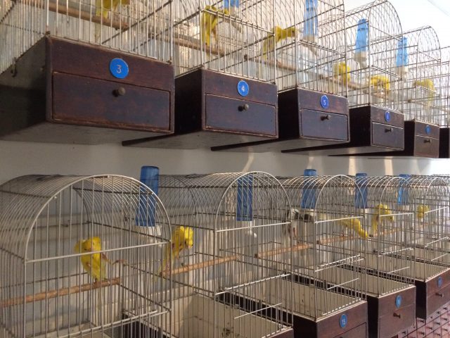 Comienzo de la cría del canario giboso 2019 – CANARIO GIBOSO ESPAÑOL